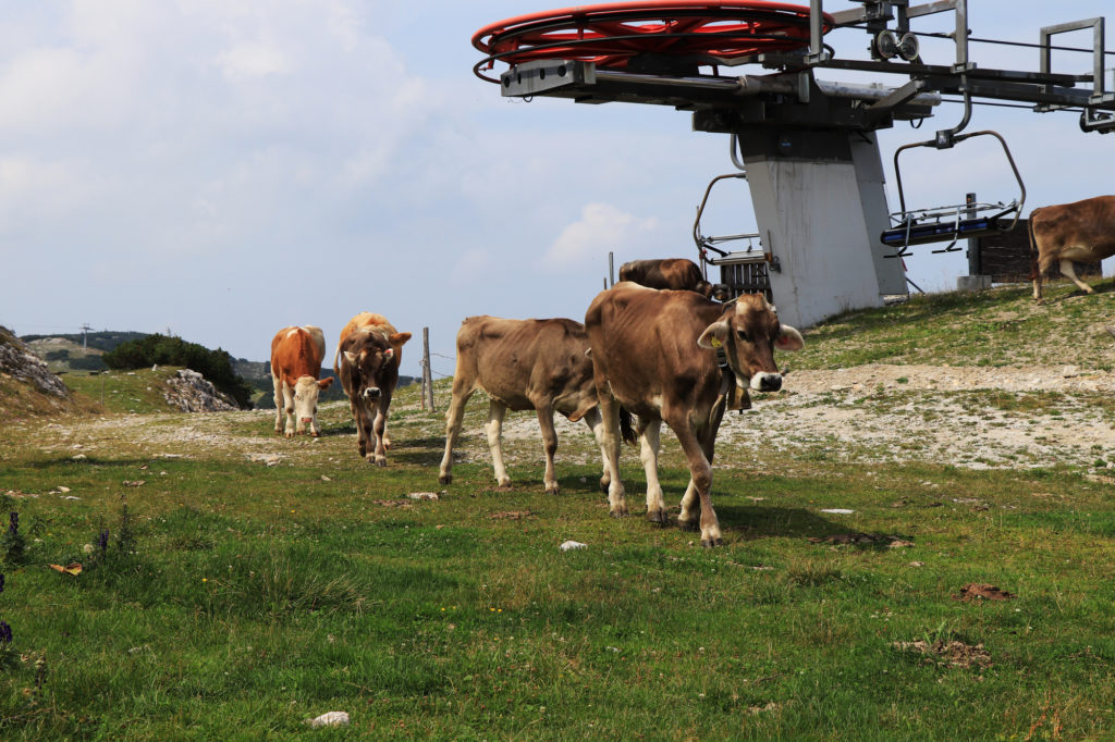 Pourquoi manger moins de viande Pourquoi manger moins de viande